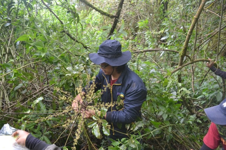 Mengenal Flora Gunung Kembang, Astronia spectabilis – HIMABA FKT UGM